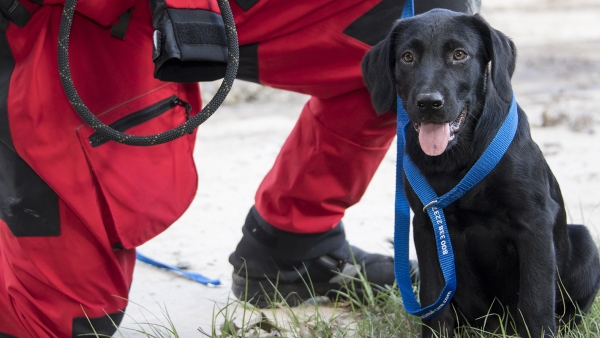 Require emergency plans to protect animals during disasters | Humane ...